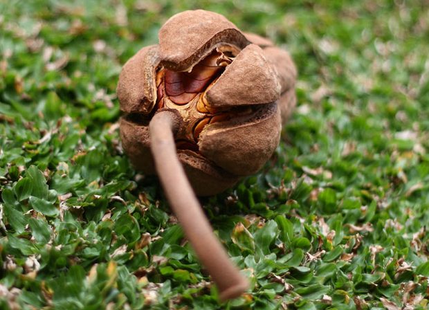 Kumpulan Artikel Pendidikan dan Kesehatan: Manfaat Buah Mahoni dan Efek ...