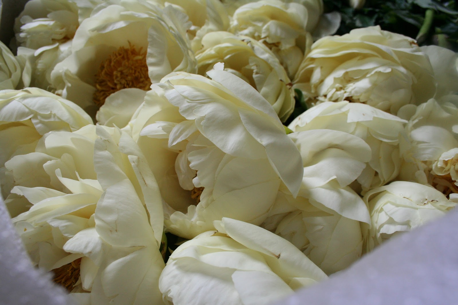 Mel & Liza: Sick Flowers