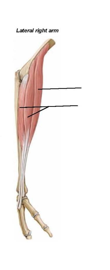 Muscles of the Upper Limb ~ Anatomy for MSP