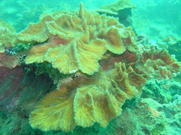 Jenis-Jenis Terumbu Karang: Pectinia paeonia