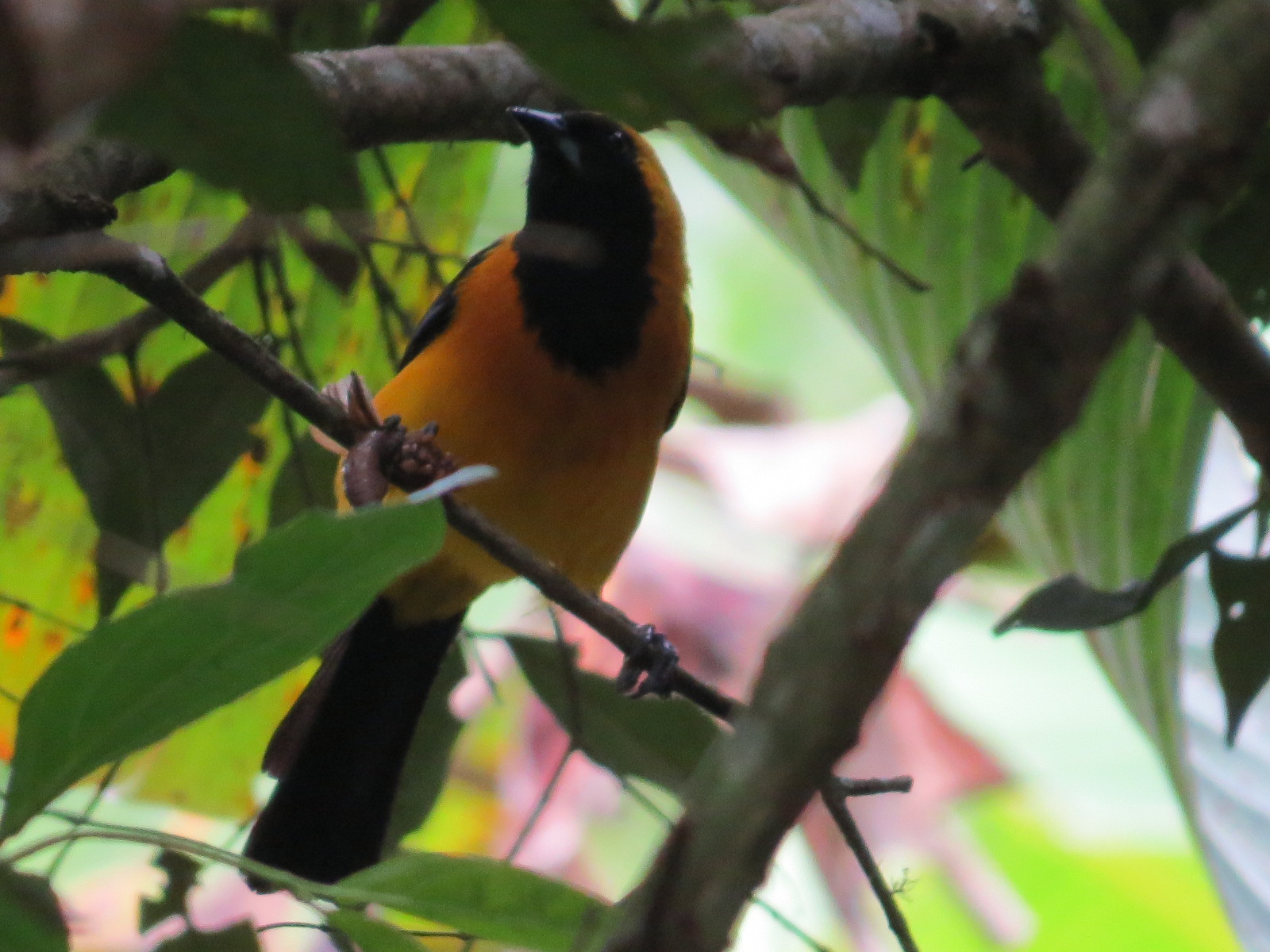 Colombia, el reino de las aves: Turpial montañero