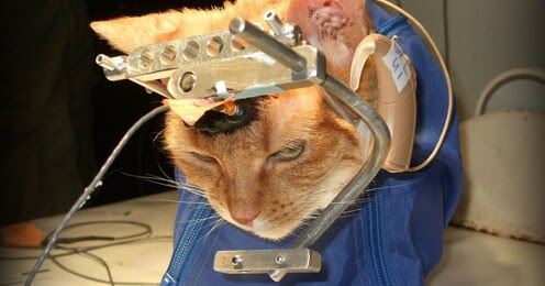 Deaf YouVideo: Deaf Cats In Cochlear Implant Research
