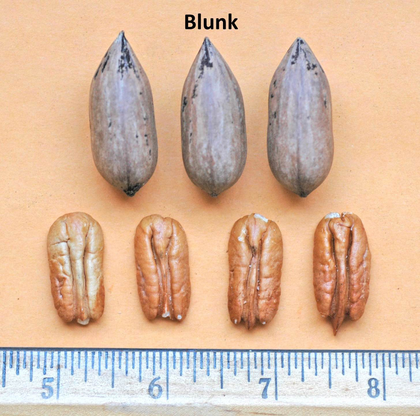 Northern Pecans: Pecan seedling selections