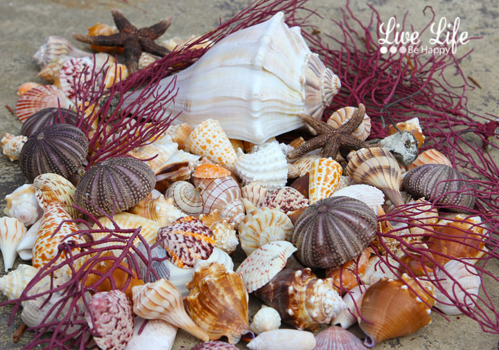 Life and Coconuts: Discovering Shells on Sanibel Island, Florida: A ...
