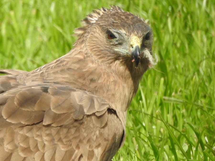 photographing New Zealand: Harrier Hawk
