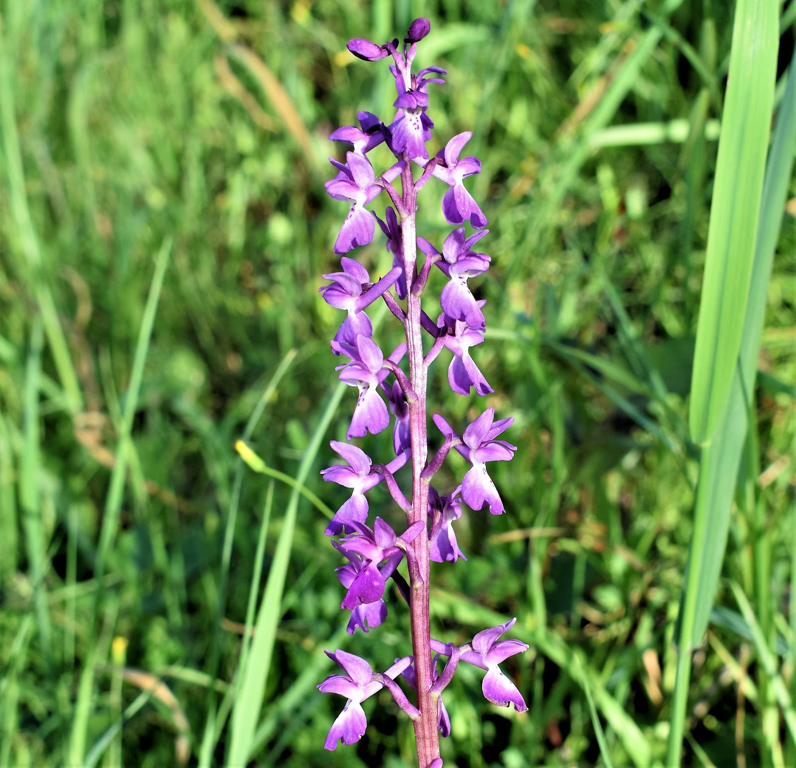 Plantas: Beleza e Diversidade: Orquídeas (época de 2019): 22 - Orchis ...
