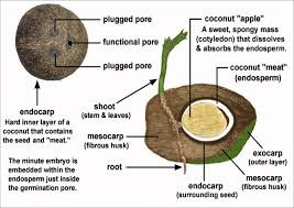 Coconut Tropical Climate || Coconut - FRUITS