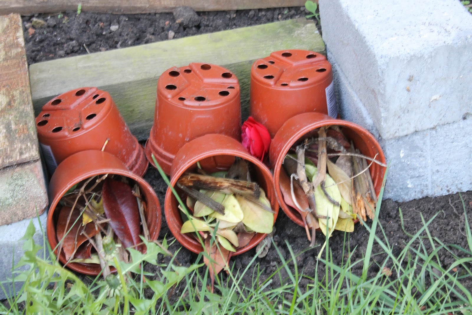 Life Round Clarina's: And The Bug Hotel Begins!