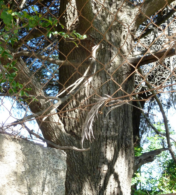Árboles con alma: Roble australiano (Grevillea robusta)