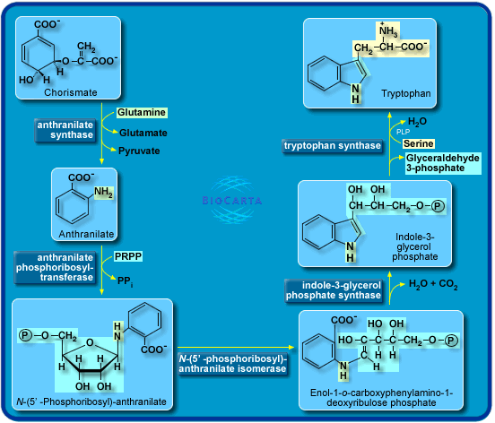 World of Biochemistry (blog about biochemistry): Metabolic map about ...