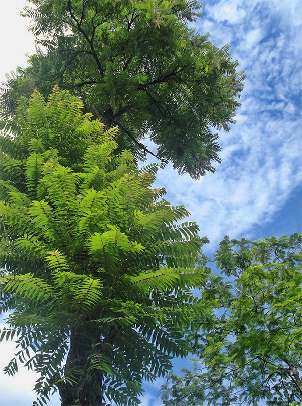 Top 5 Pohon Wangi Khas Indonesia