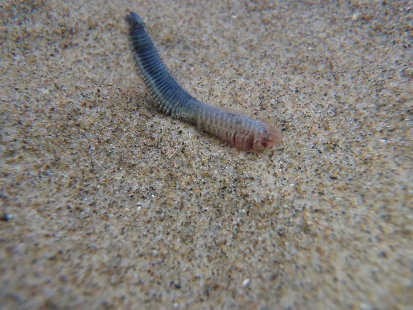 Nudibranchs in the Tidepools