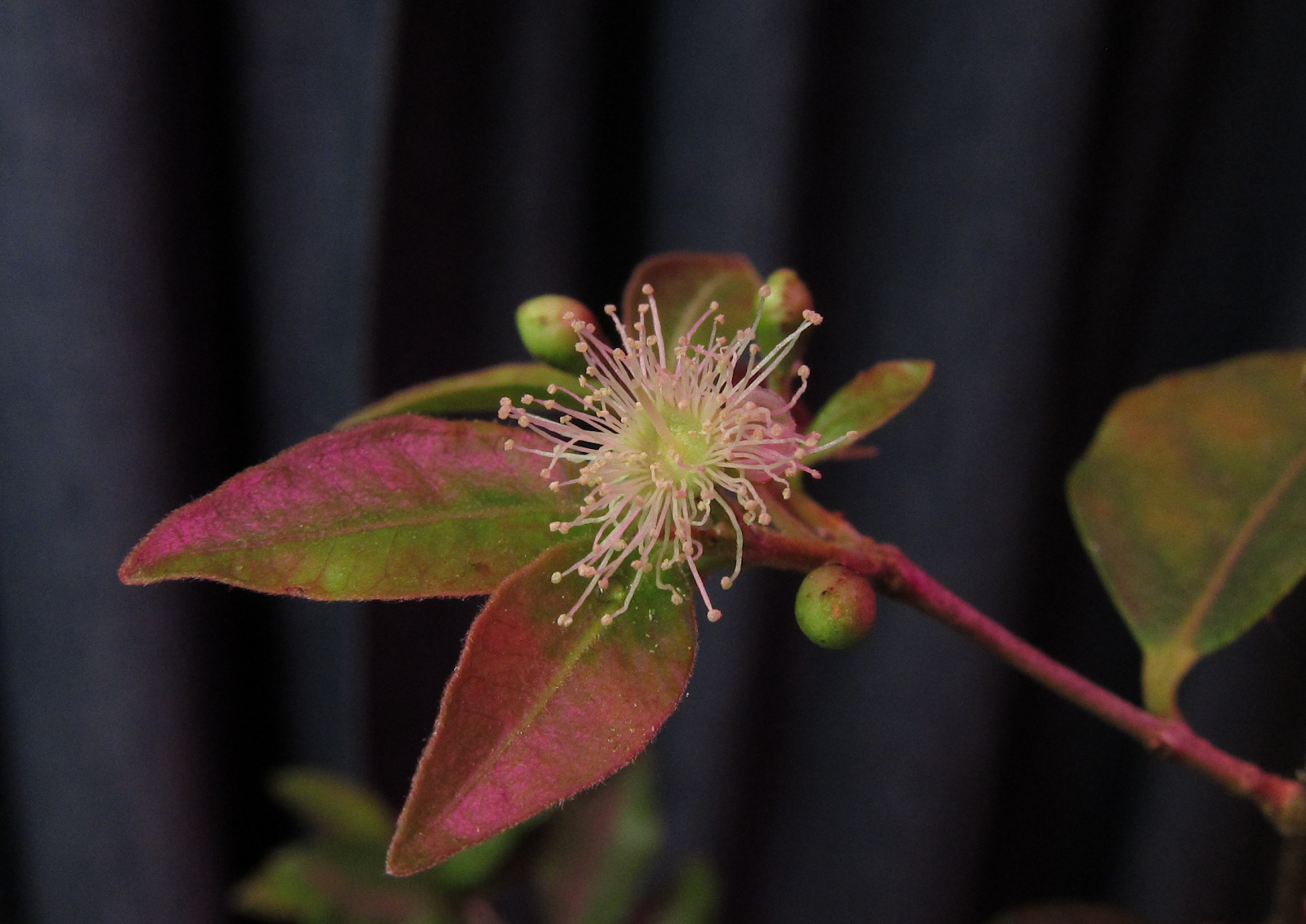 gt_2の熱帯果樹＆小果樹栽培記: Myrciaria sp.(Rumberry)開花