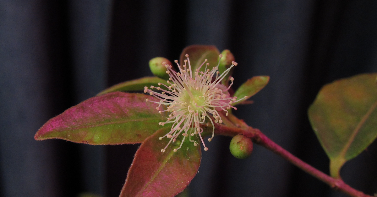 gt_2の熱帯果樹＆小果樹栽培記: Myrciaria sp.(Rumberry)開花