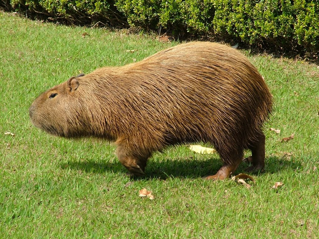 #PasandoDato: El Chigüire (Capibara): Un roedor gigante