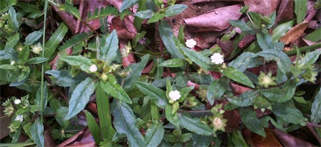 Manfaat Urang-Aring untuk Kesehatan