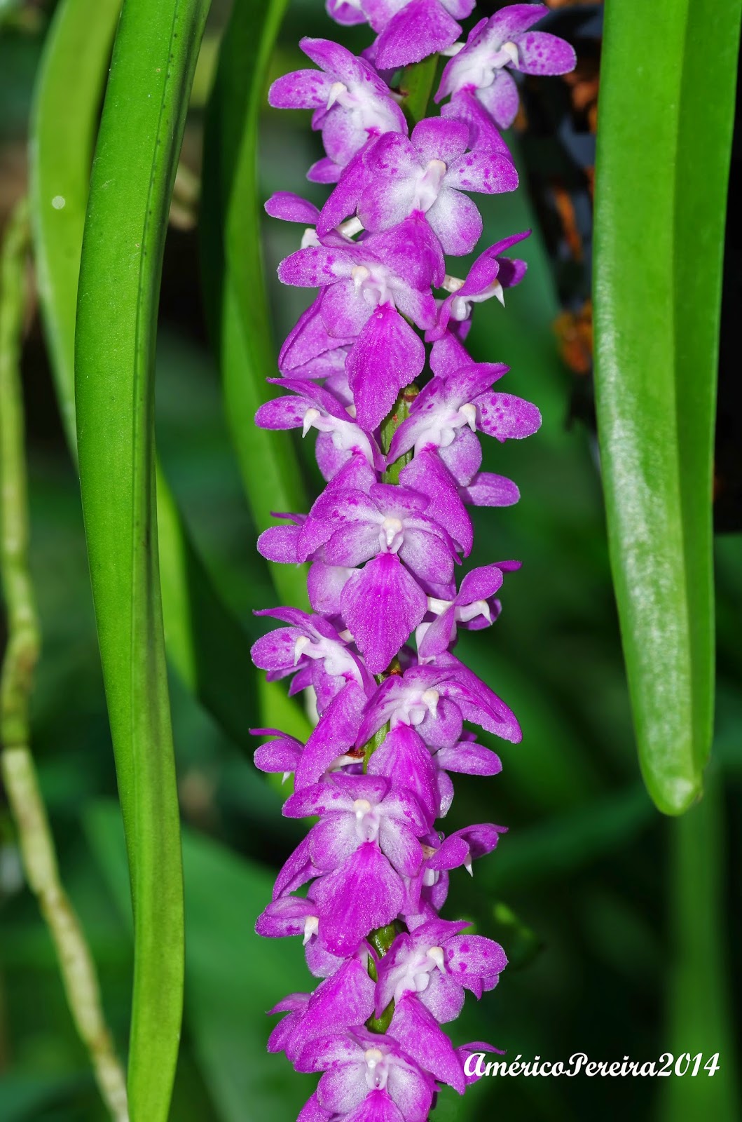 Orquídeas soltas: Aerides multiflora