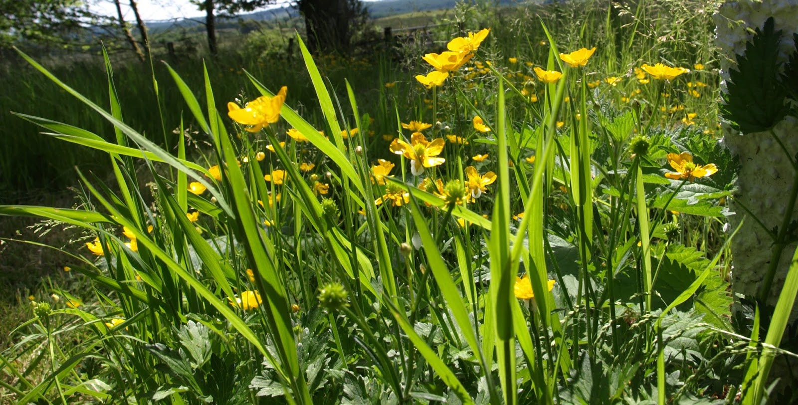 Raw Edible Plants: Rewilding a garden
