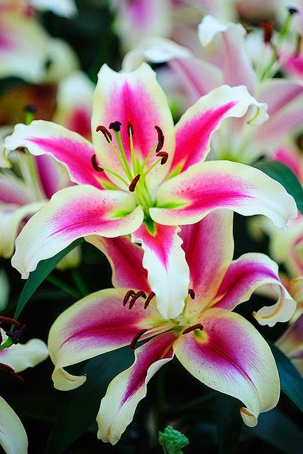 Pink Stargazer Lilies | Dreaming Gardens