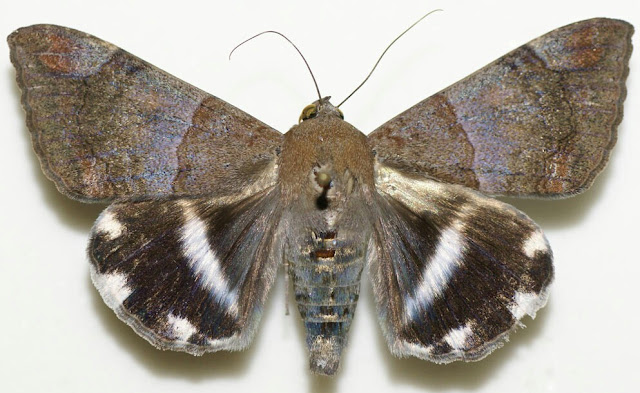 ID BuDDy: ENTOMOLOGY :- Insect Pests of Field Crops and their Management