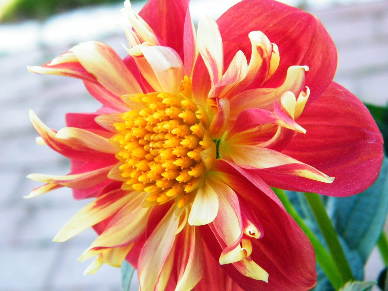 Hydroponic Nutrients for Hydroponic Gardening: Want Big, Sugary, Tasty ...