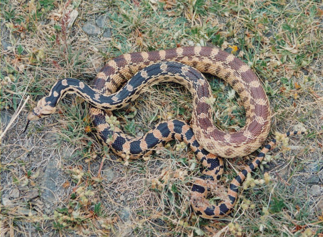 World Most Amazing Snakes In Photos | All Amazing