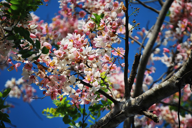 Ang Bayan Ninyo: Pa Palawan (Going to Palawan)