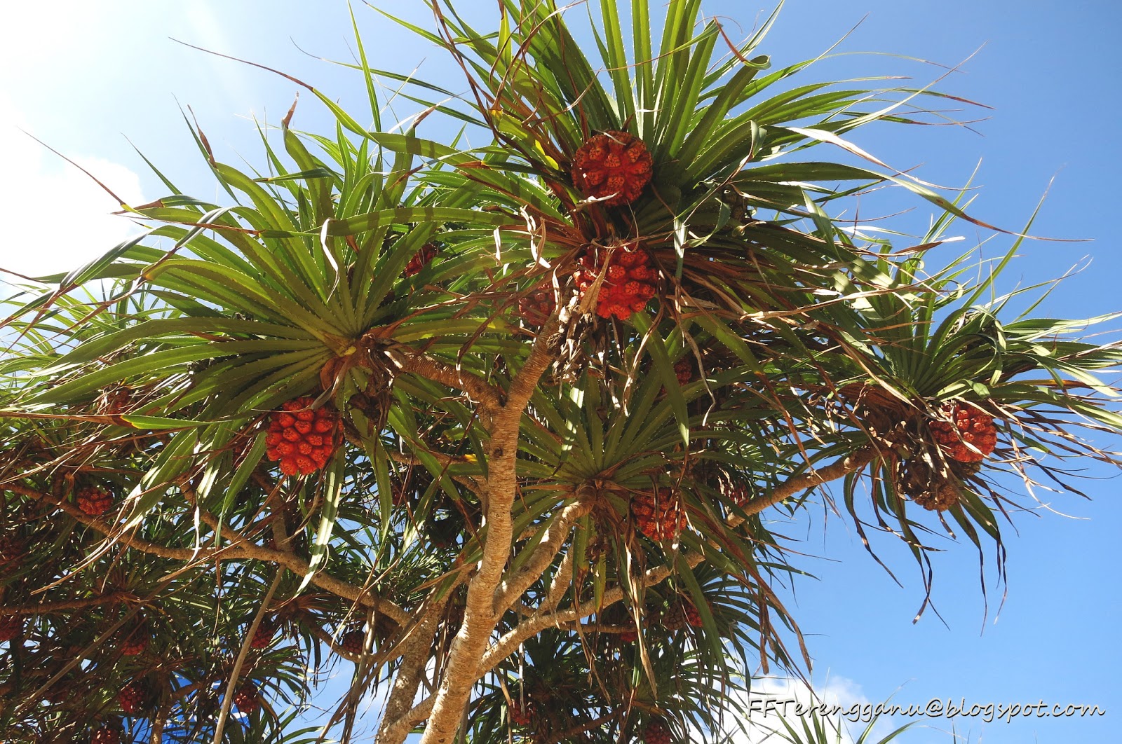 Jomm Terengganu Selalu...: Pantai Kemasik, Kemaman