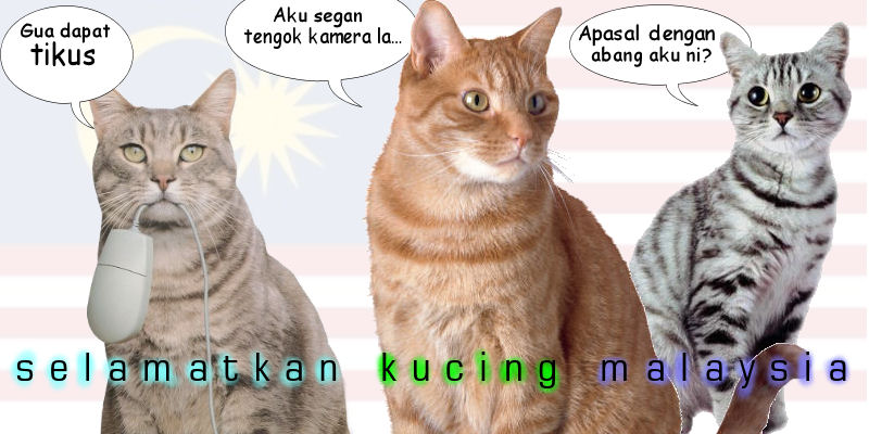 Selamatkan Kucing Malaysia: Jamil Kucing Penyelamat Kucing Malaysia