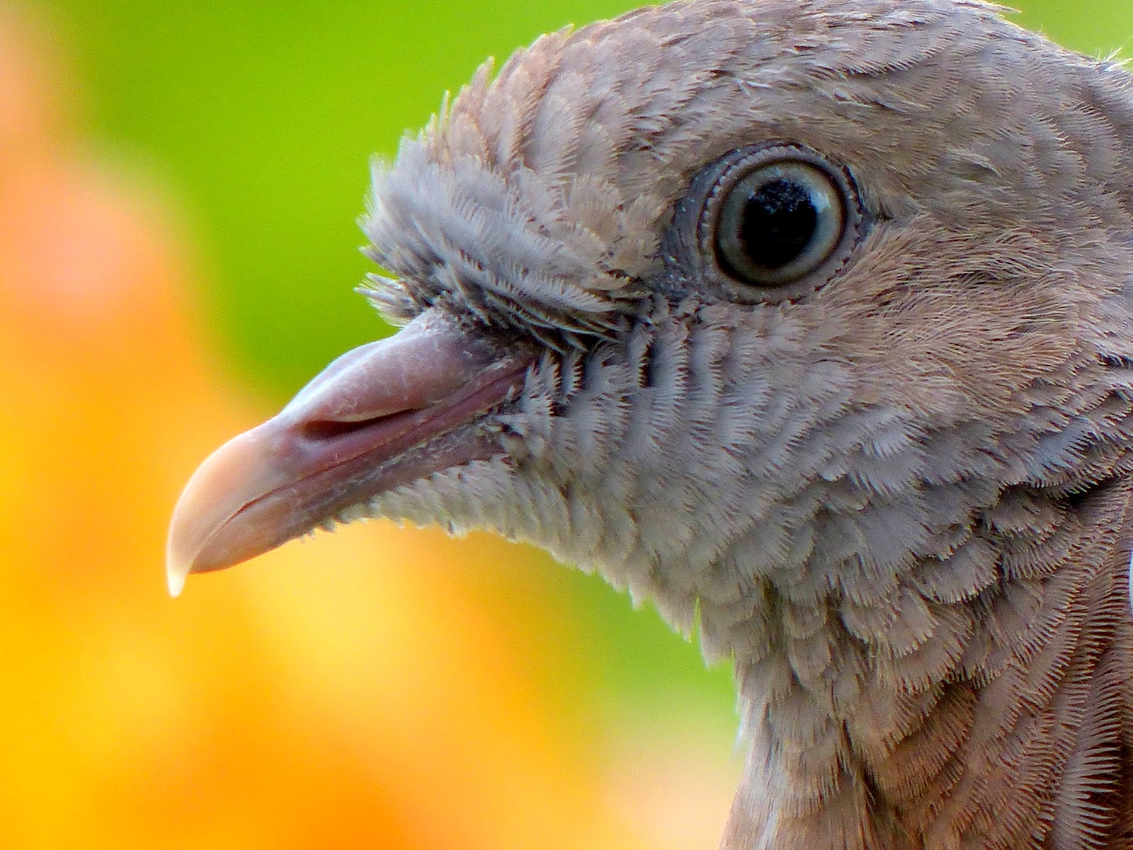 Inutile pour les uns indispensable pour les autres ! !: L'histoire de ...