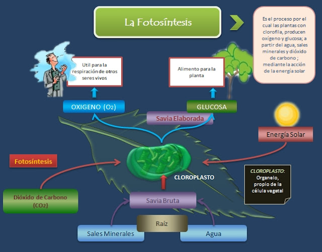 APRENDIENDO CIENCIAS: FOTOSÍNTESIS Y UN ANIMAL QUE LA REALIZA