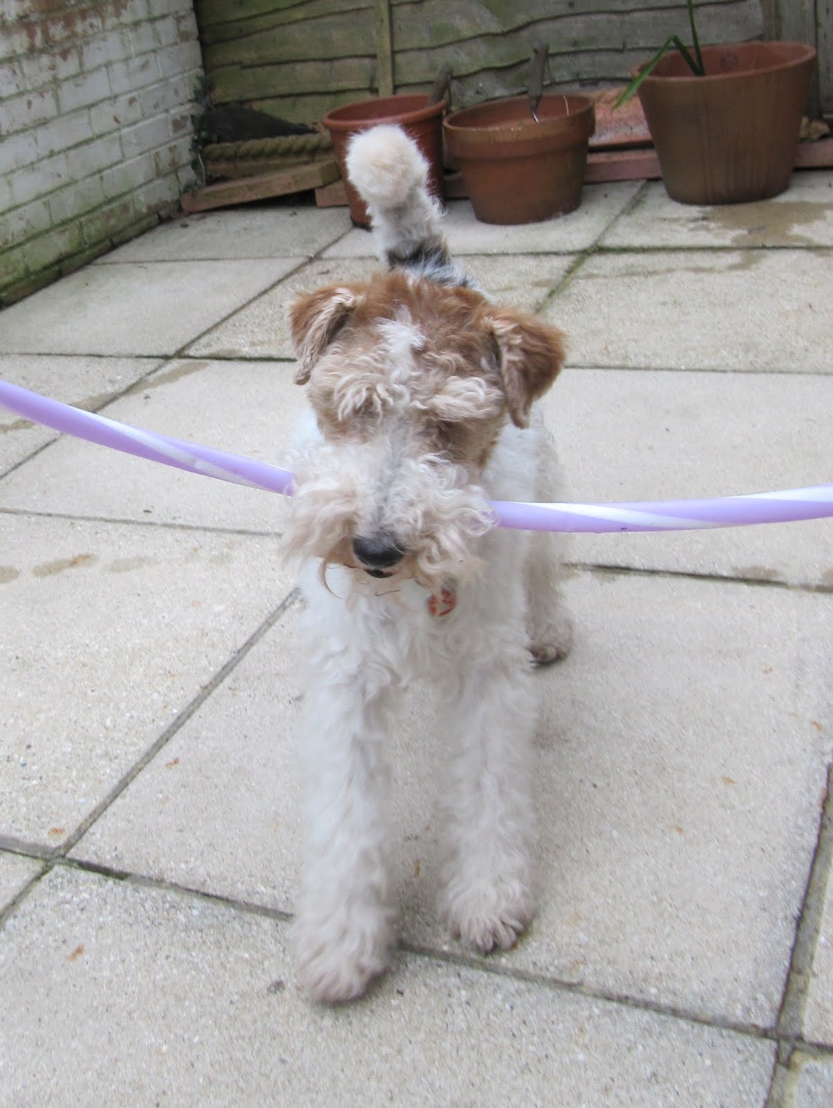 A Square Dogs Blog: OLYMPIC REHEARSALS