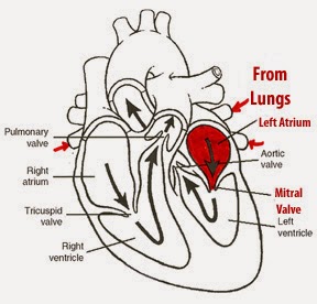 Cardiovascular System