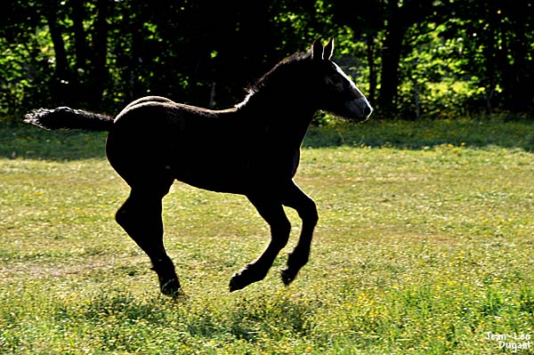 Percheron International: La Tournée Des Poulains > Elevage Philippe Vivet
