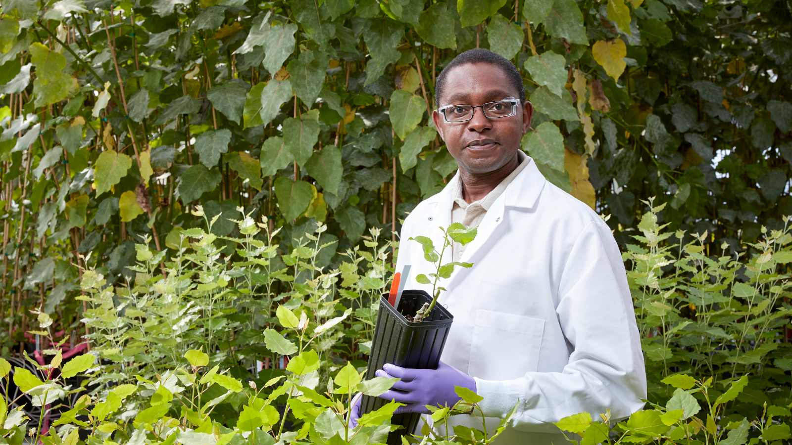 The BioEnergy Science Center
