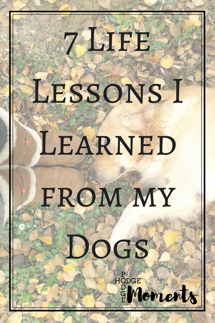 7 Life Lessons I Learned from my Dogs | Hodge Podge Moments