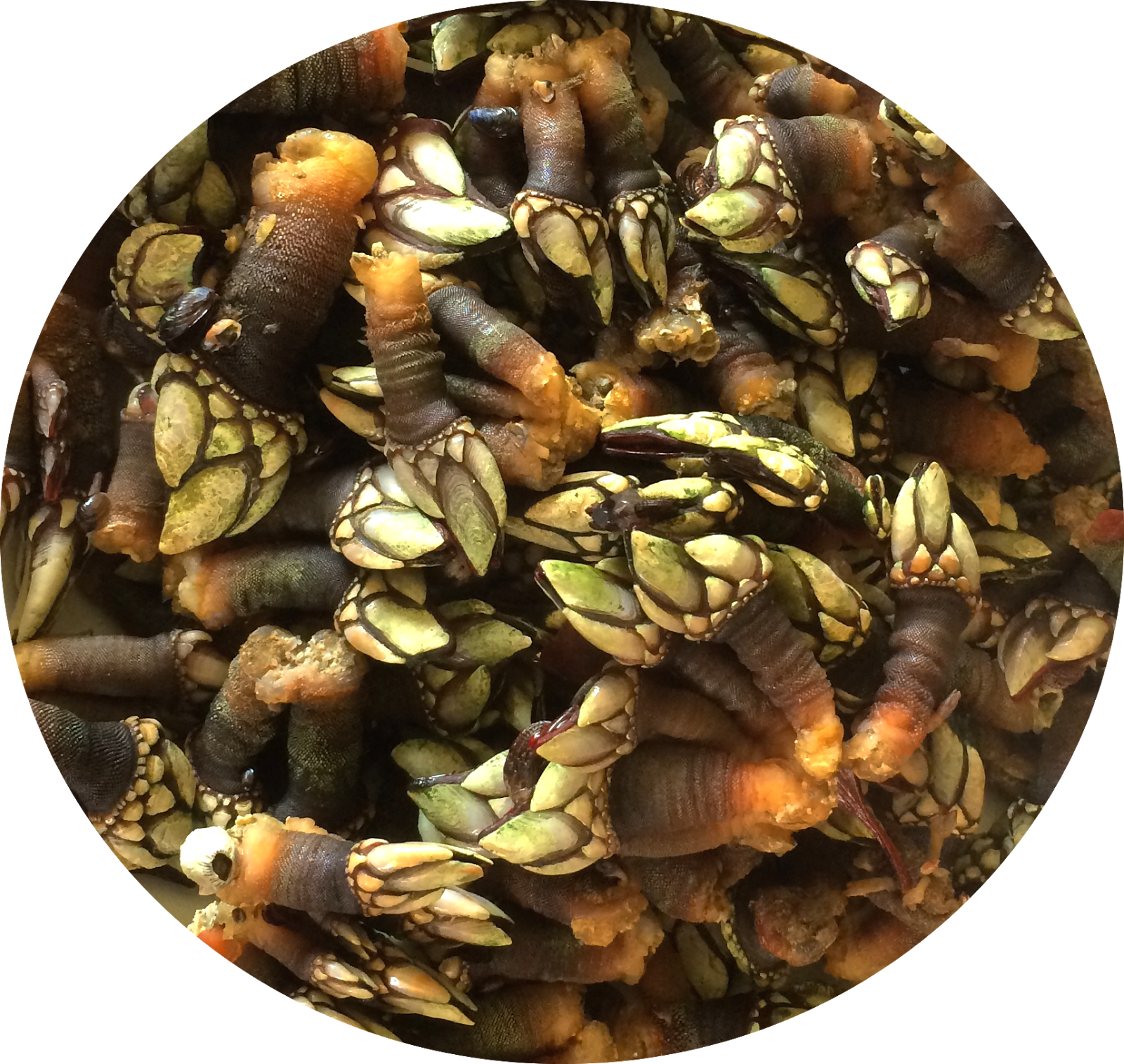 PERCEBES - Las Recetas Gallegas de Ana