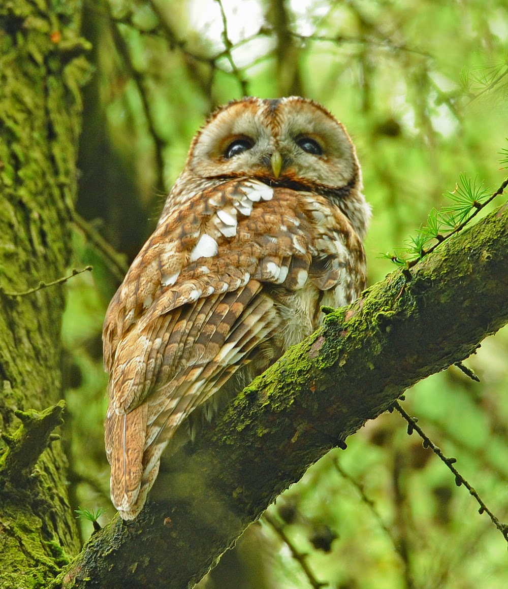 Brian Rafferty...Wildlife Photographer: Owl Watching