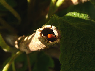 ...COQUELICOTS, COQUILLAGES...et BELLES PAGES !: Les coccinelles posent ...