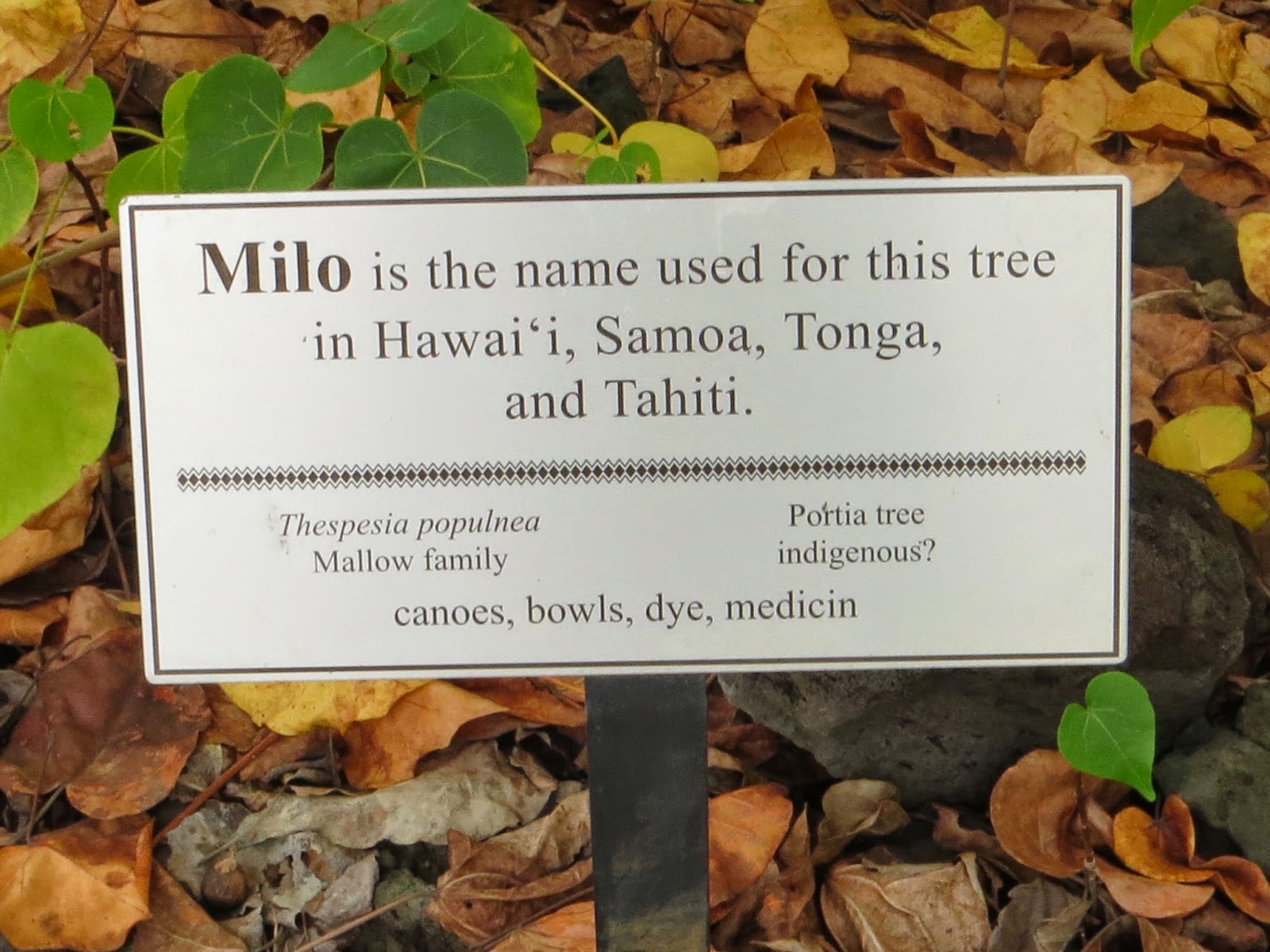 Milo Tree Hawaii Uses at Judy Moore blog