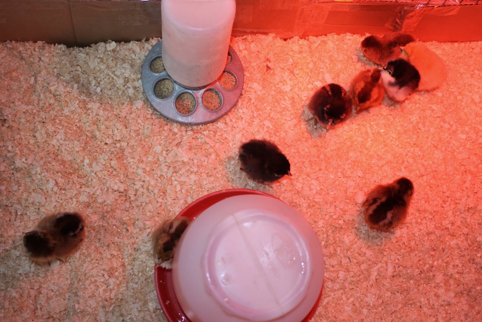 Woohoo! The Cuteness is Overwhelming! Baby Chicks have arrived ...