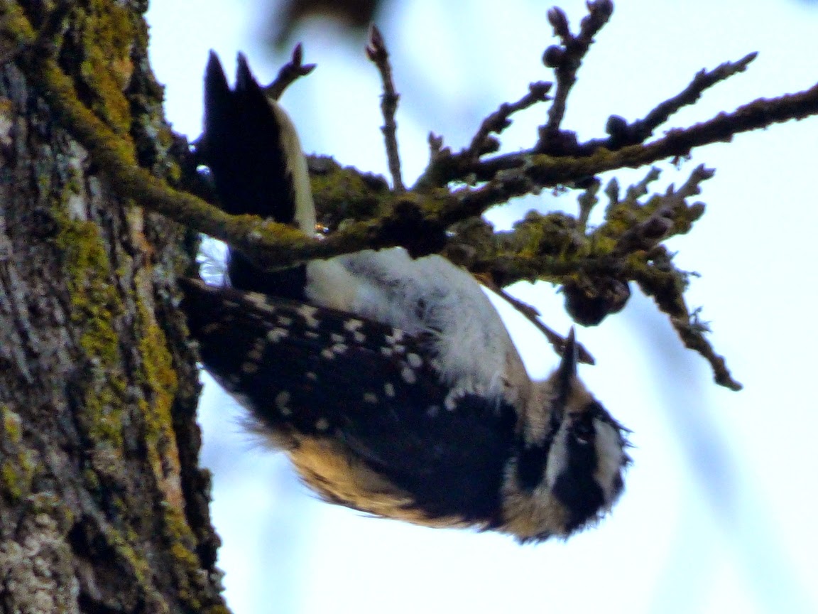 Geotripper's California Birds: Downy Woodpecker at Turlock Lake Campground