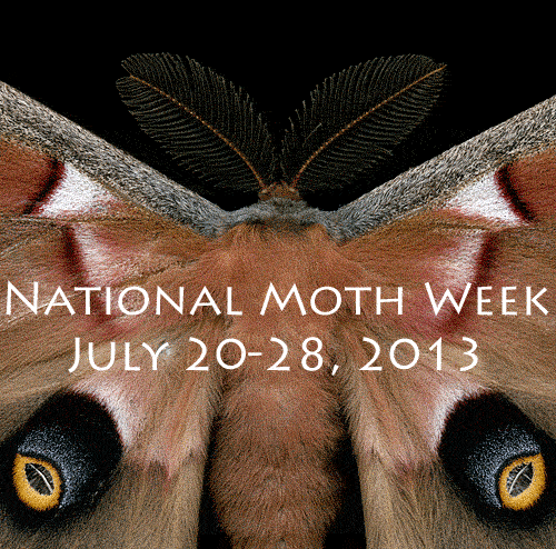 Shappell.Ecology: National Moth Week - July 20-28