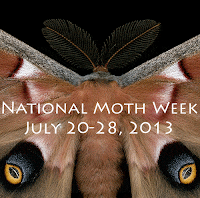 Shappell.Ecology: National Moth Week - July 20-28