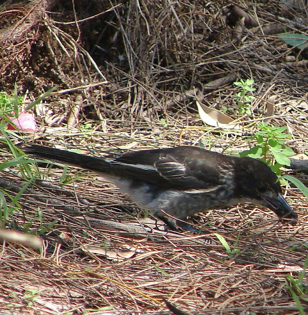 Snap Happy Birding: Grey Butcherbird, Juvenile