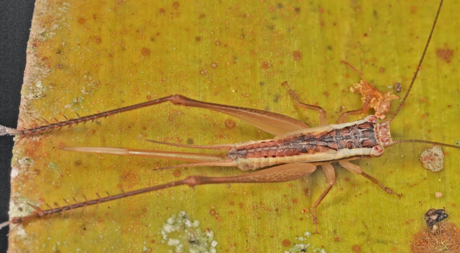 BunyipCo: Silent Crickets