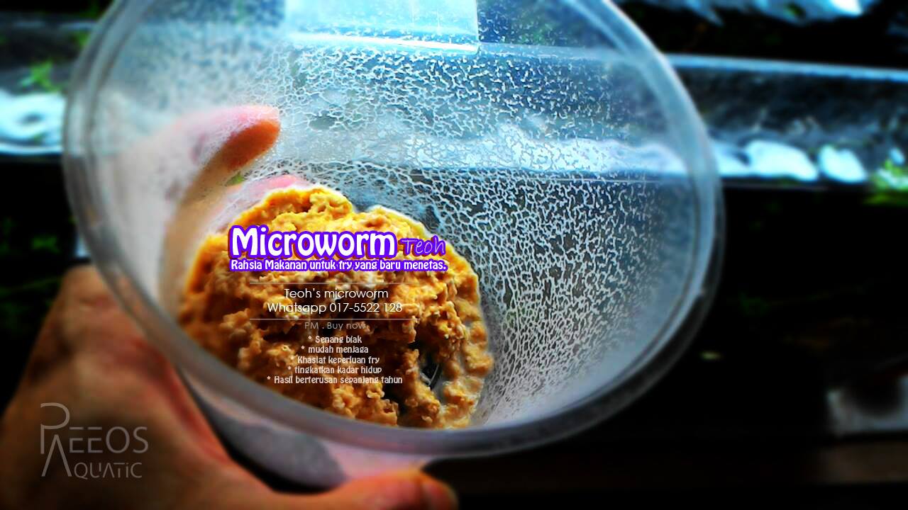 PEEOS AQUATIC: Culture Of Microworms (Panagrellus sp.) from Auburn ...