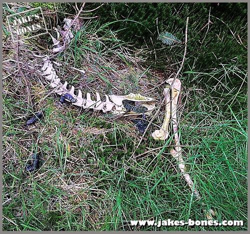 The three-antlered deer and other cool finds : Jake's Bones