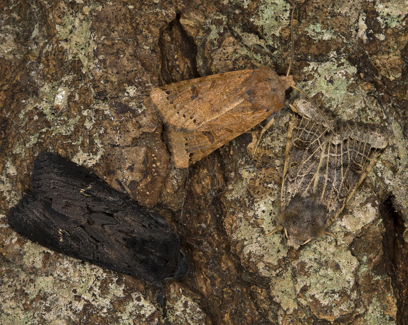 Autumn Moths | Naturally