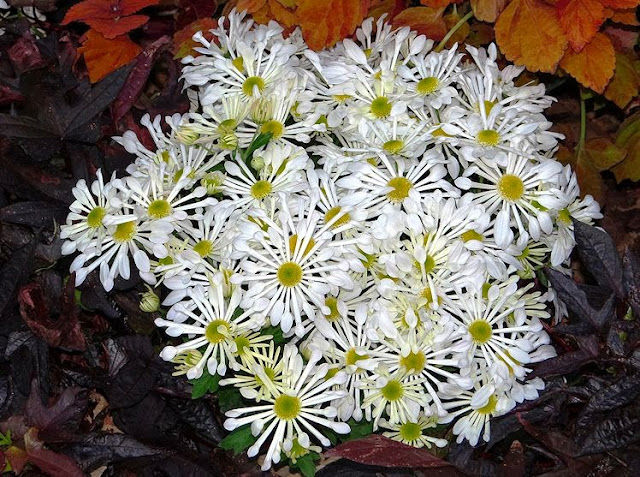 My Virtual Garden 2: Chicago Botanic Gardens